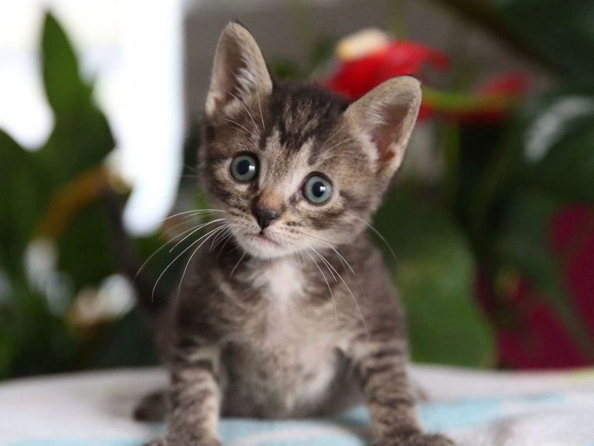 Кошка около 2 х мес