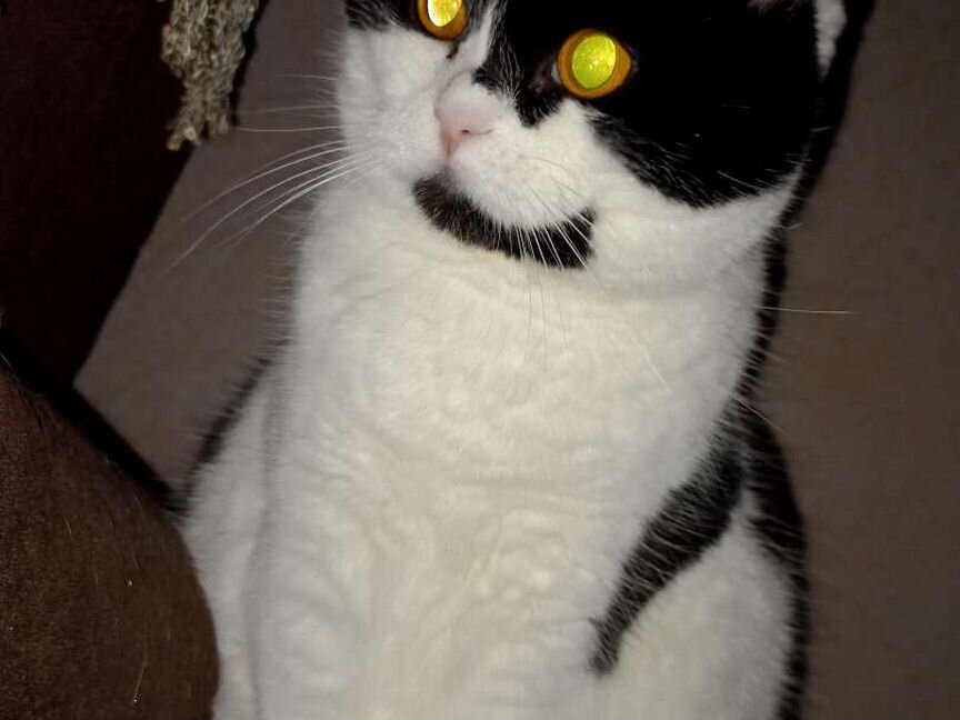 Кошка ищет дом