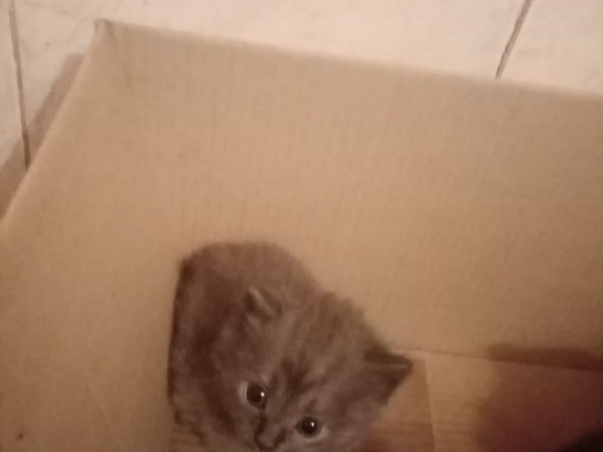 Кошка британка