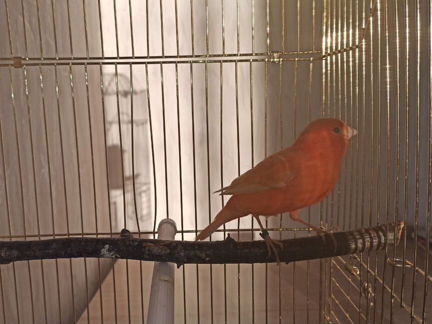 Кенар, самка