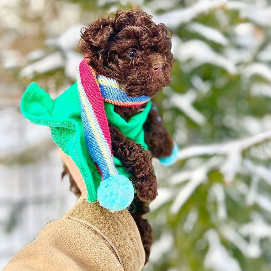 Мальтипу, щенок