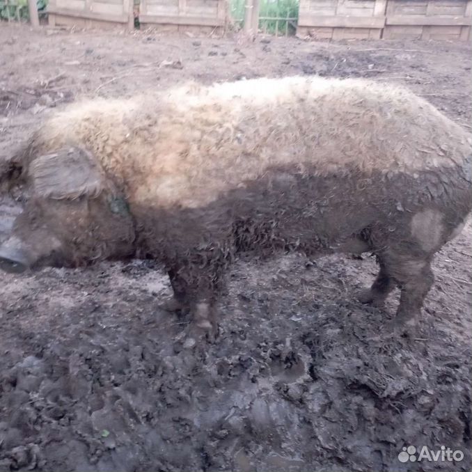 Хряк венгерская мангалица на племя