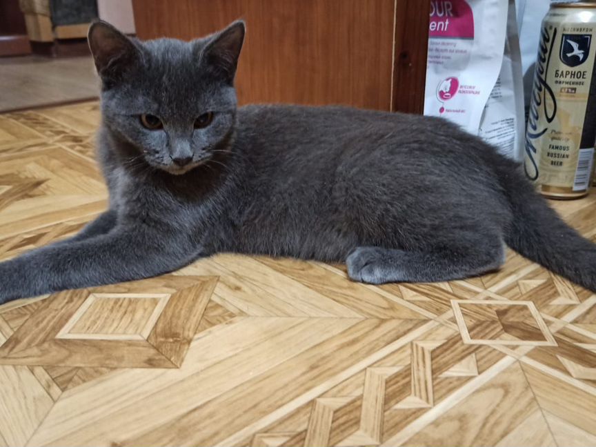 Серенький котенок 4 месяца