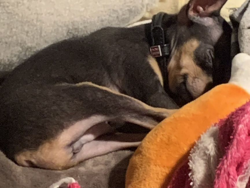 Мини той-терьер вязка