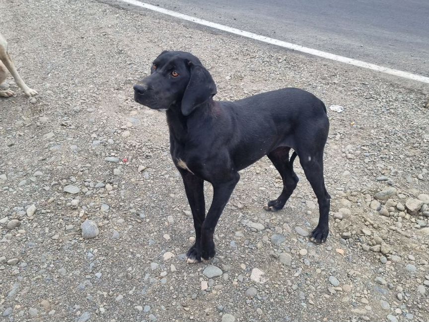 Собака Кира - полупородистая леди