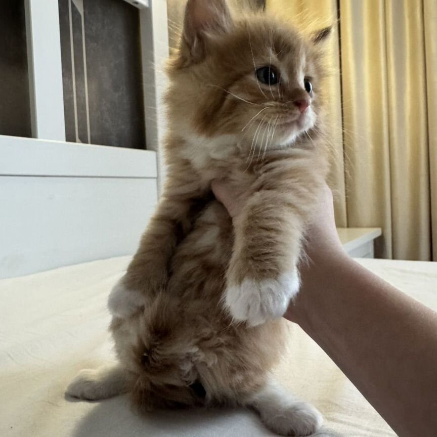 Котята мэйн кун метис