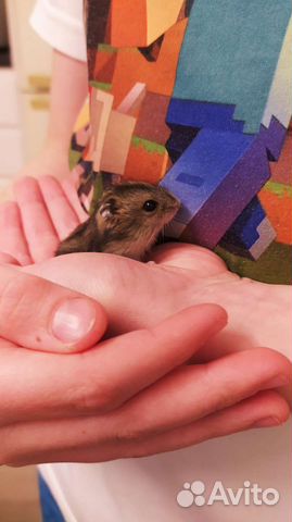 Джунгарский хомяк