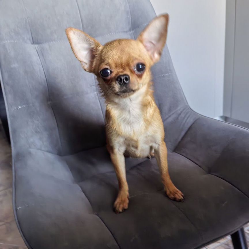 Чихуахуа, взрослая собака