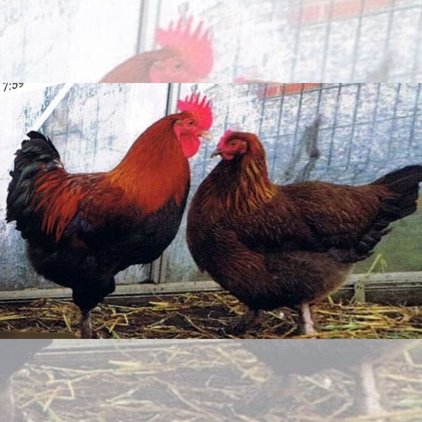 Куры породы маран