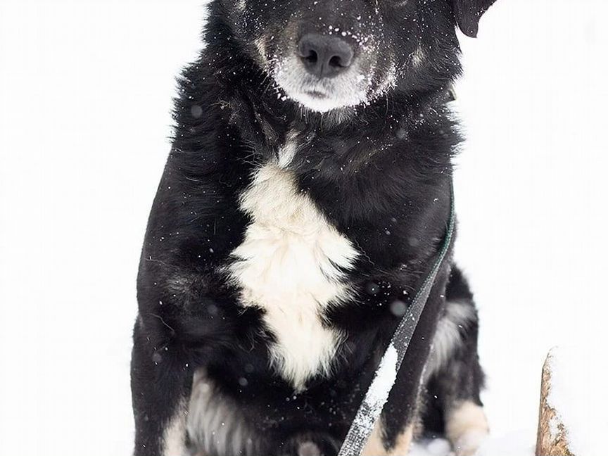 Собака по имени Барон ищет дом