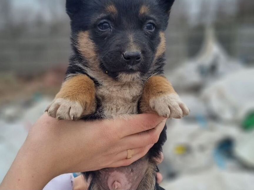Собака щенок мальчик мелкий