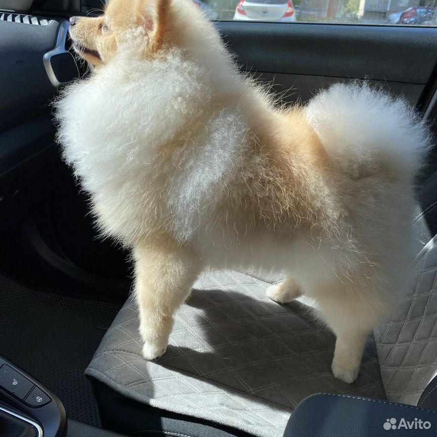 Померанский шпиц