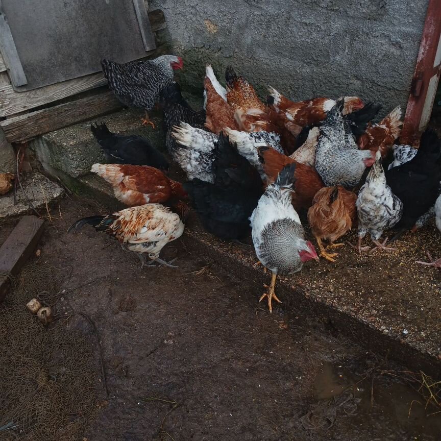 Куры молодки несушки