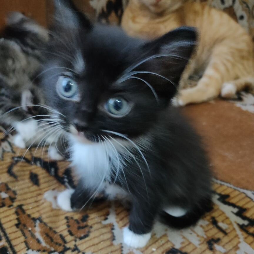 Котята отдам в добрые руки бесплатно