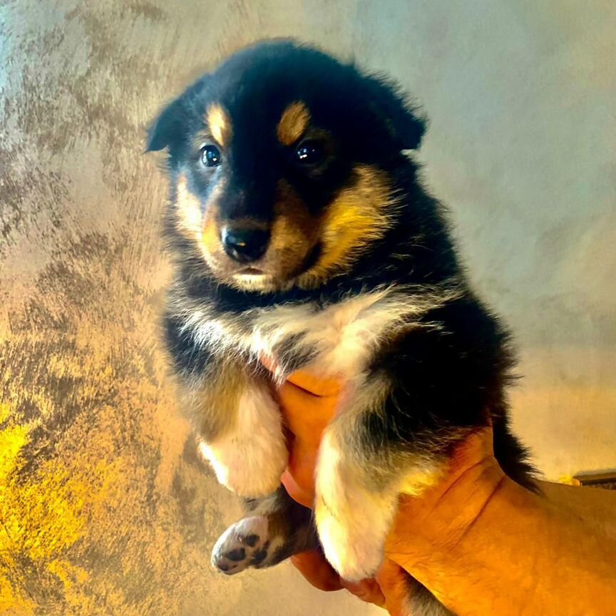 Маленькая собака