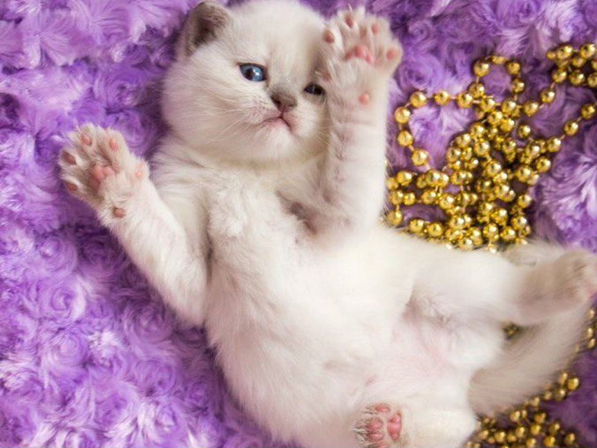 Котята прямоухие окрас колор поинт (девочка)