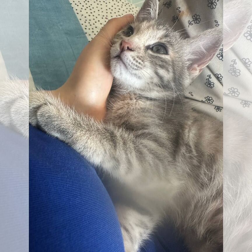 Котёнок в добрые руки