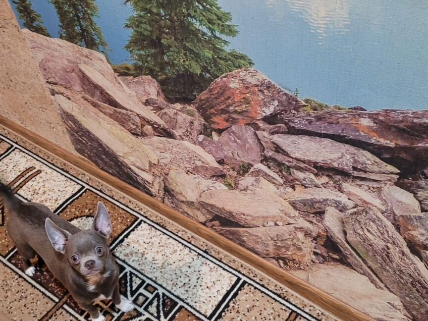 Лиловая девочка и мальчик чихуахуа