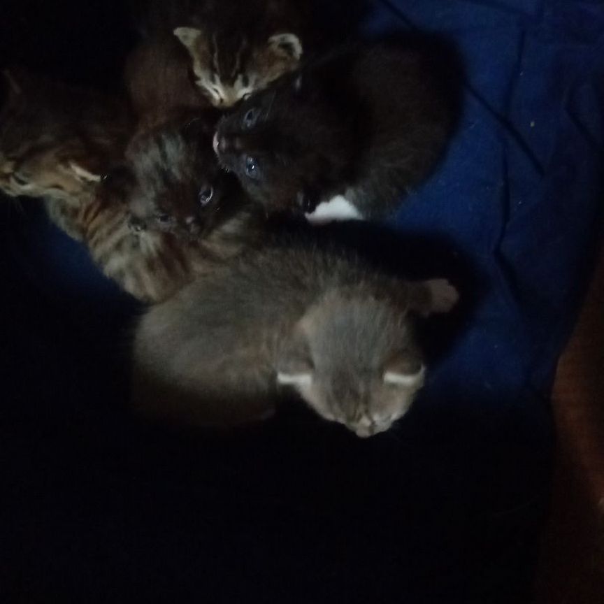 Шотландский вислоухий короткошёрстный котёнок