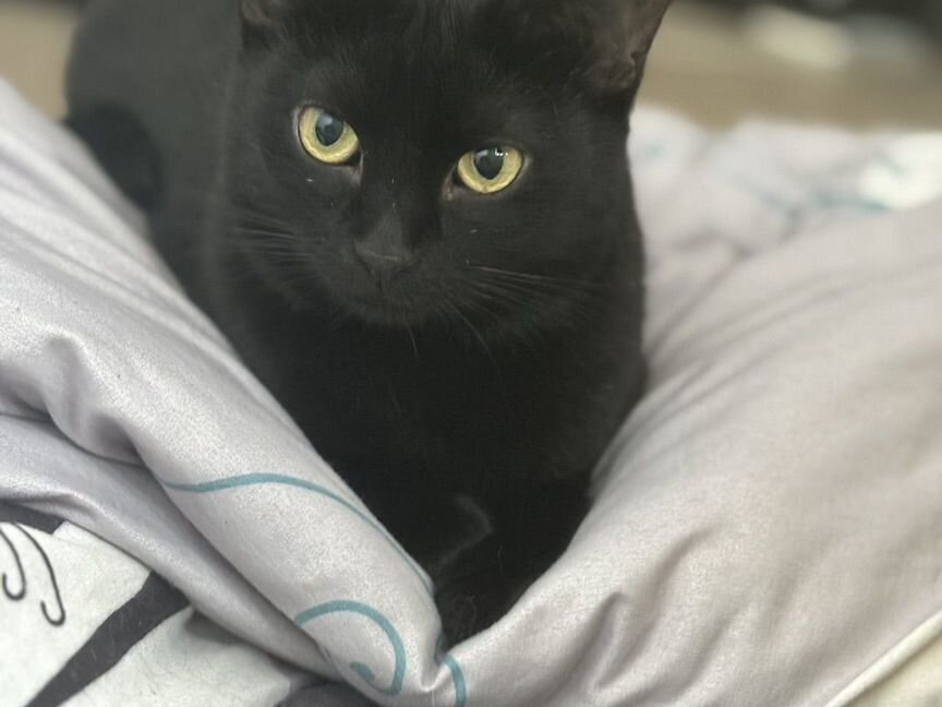 Кошка в добрые руки