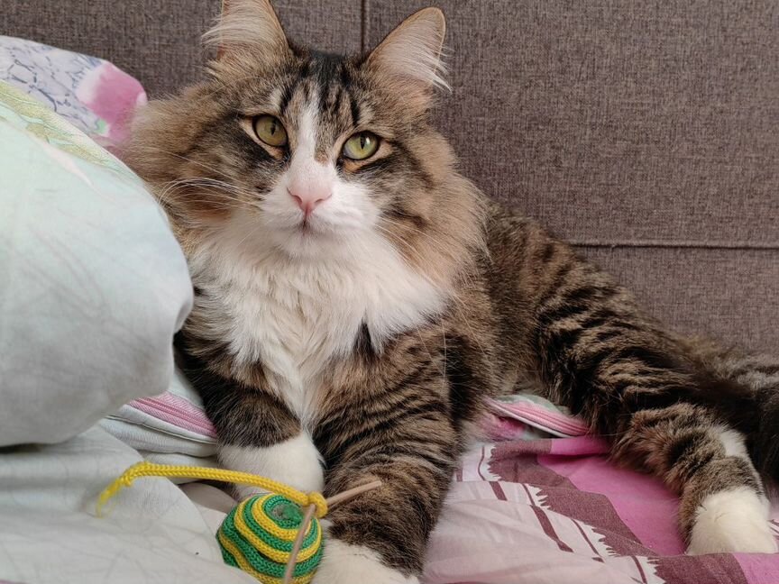 Кот шикарный любимый