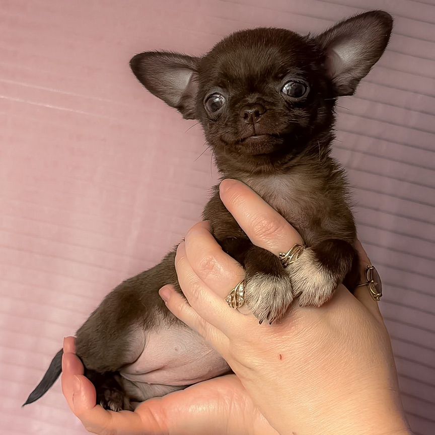 Чихуахуа, щенок