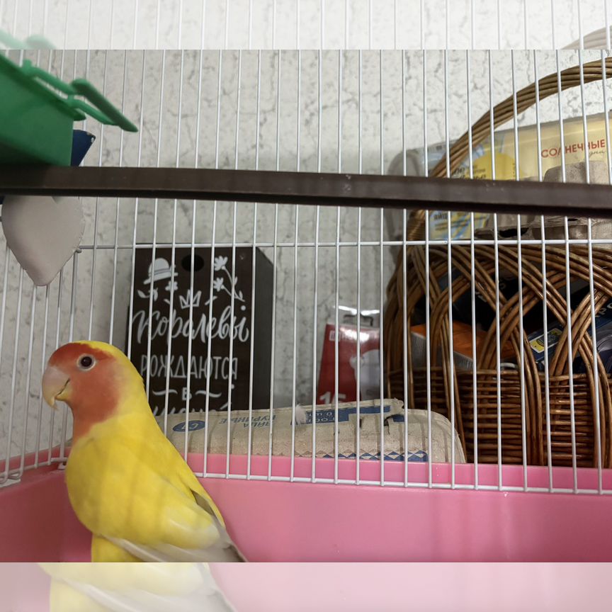 Попугай неразлучники с клеткой