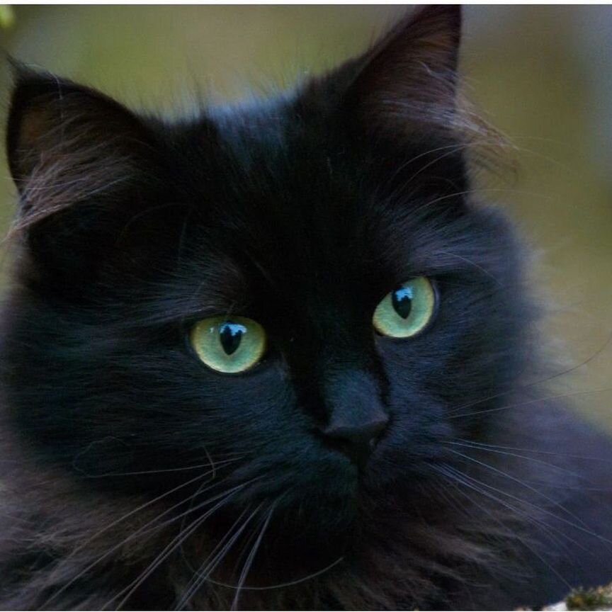 Кот красавец