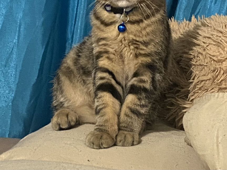 Шотландский кот ищет девочку