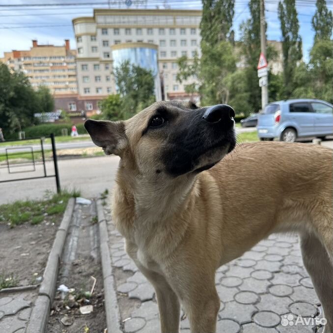 Найдена собака нужна помощь