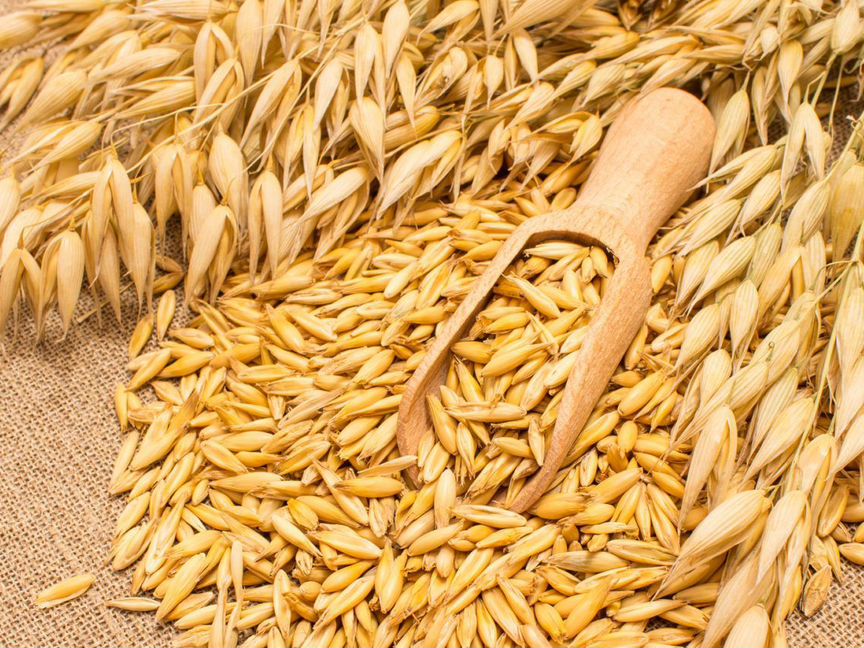 Продается кормовой овес 2 кл, урожай 2023г