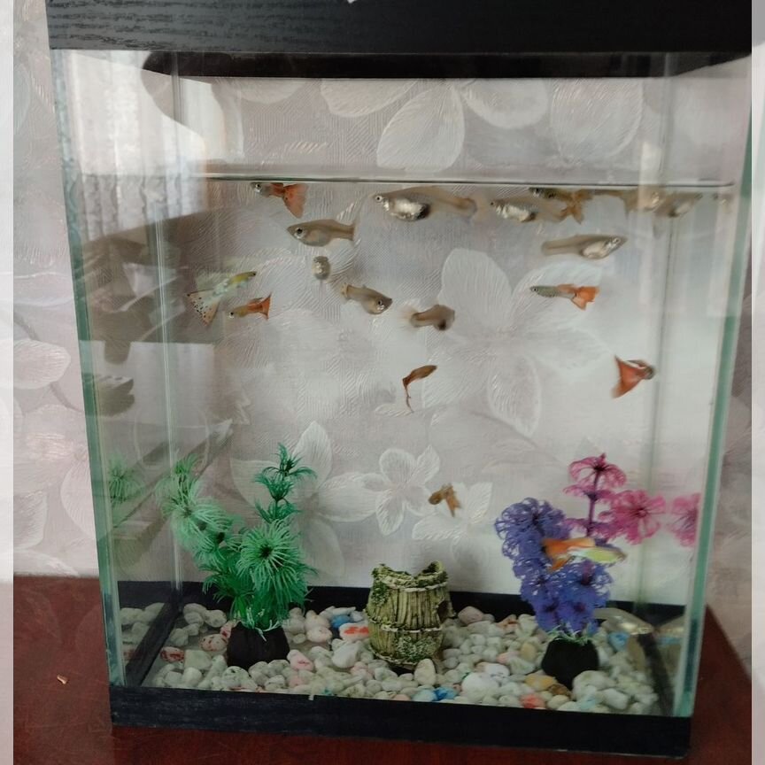 Аквариум с рыбками