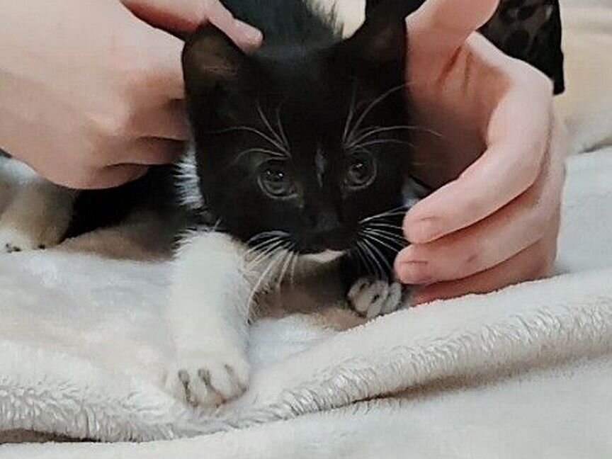 Котенок 1,5 мес девочка в добрые руки