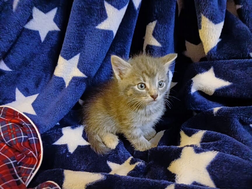 Отдам самых умных котят в надёжные руки