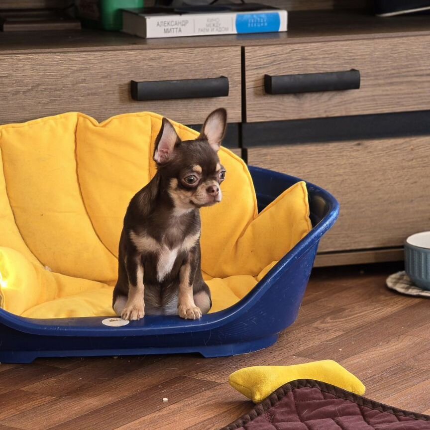 Девочка 5,5 месяцев с доставкой