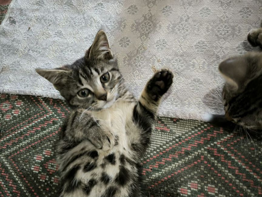 Два кота и одна кошечка