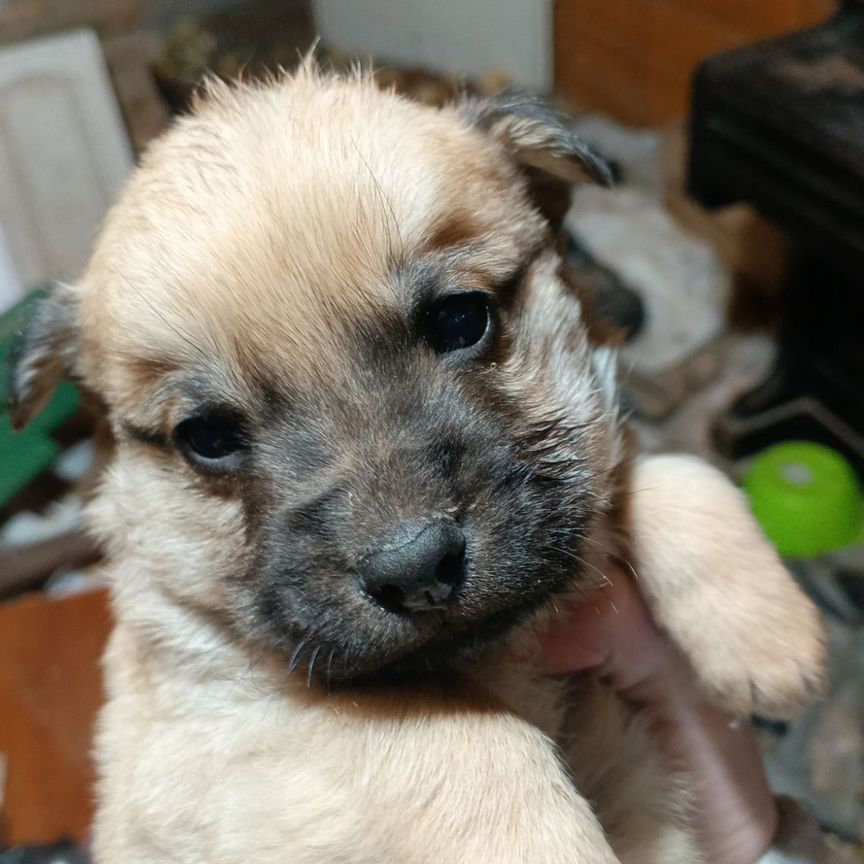 Лабрадор-ретривер, щенок