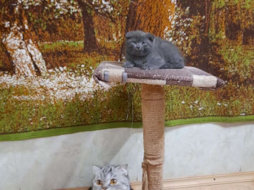 Шотландские котята