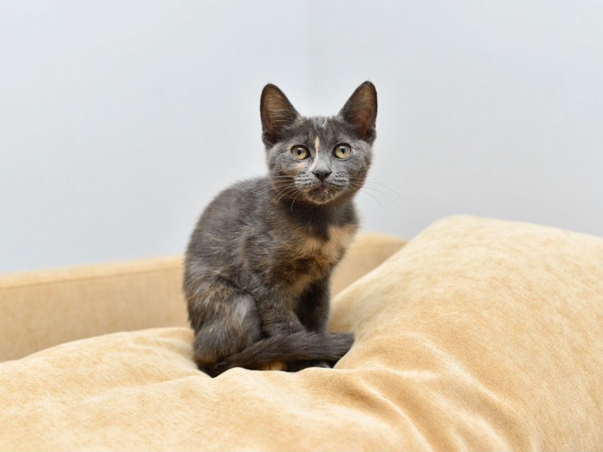 Котята в добрые руки бесплатно