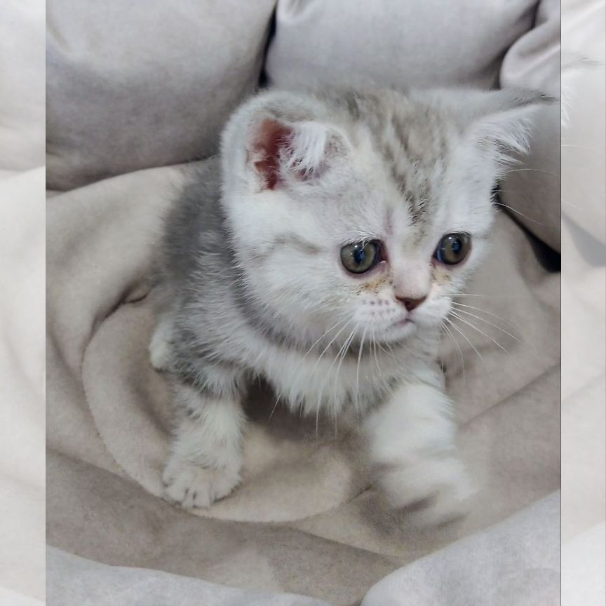 Шотландский прямоухий короткошёрстный котёнок