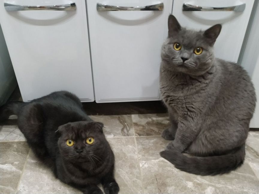 Породистые кот и кошка (британец и шотландка)