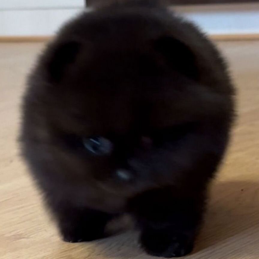 Померанчики