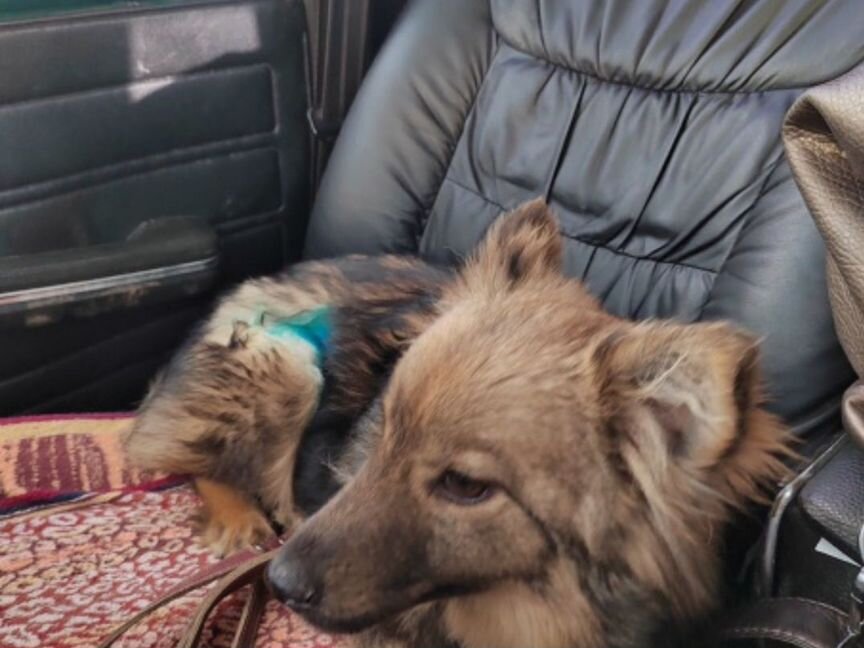 Маленькая собака в добрые руки