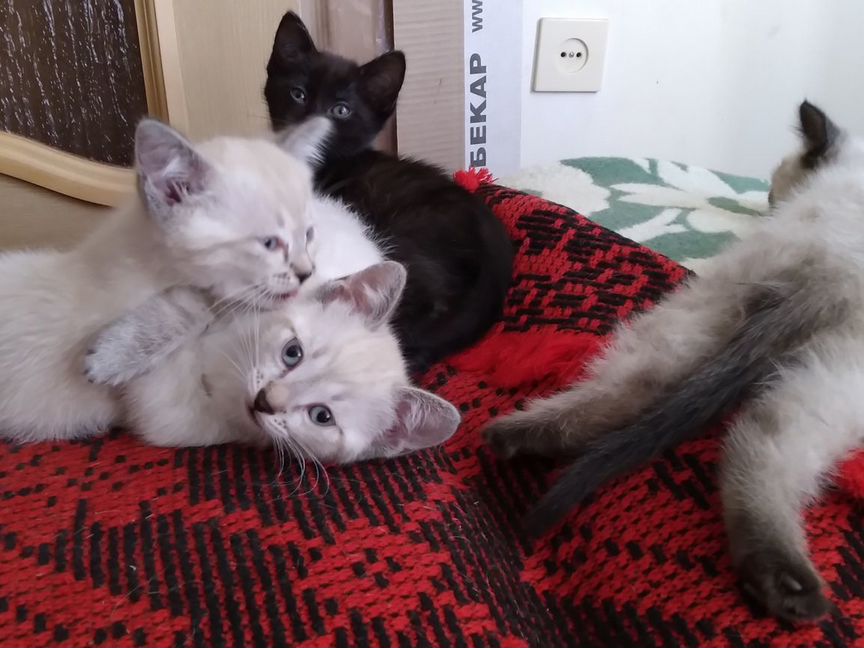 Котята Мася и Мия (Мышку и Мирона забрали)
