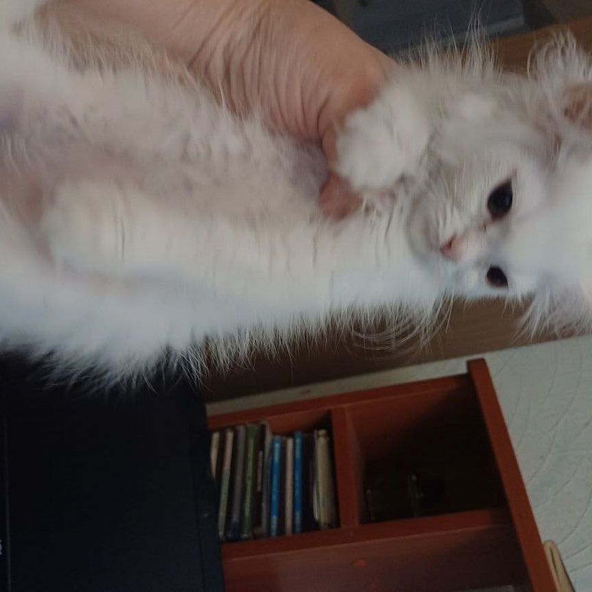 Котята Персидские ангелочки девочки