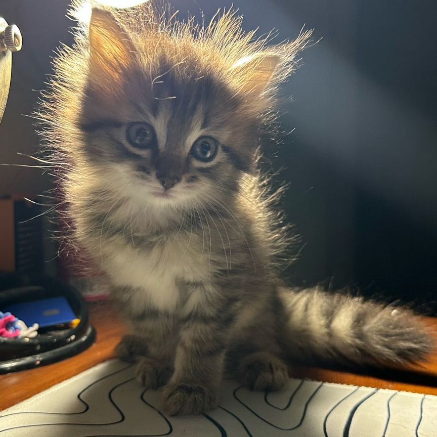 Сибирский котёнок