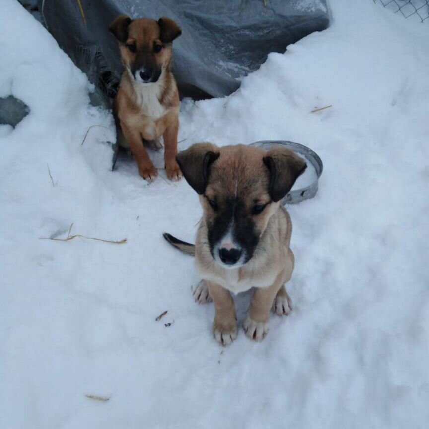 Ромео и Джульетта два пушистика