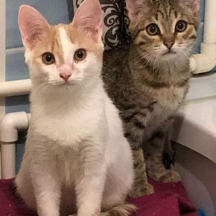 Котята