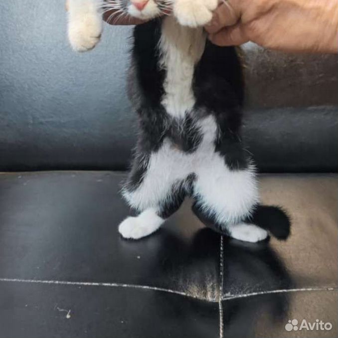 Котёнок среди машин