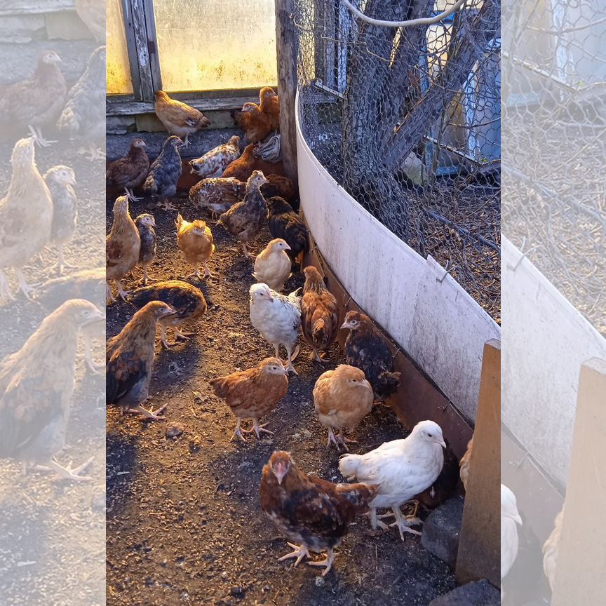 Цыплята 2 месяца село Октябрьское